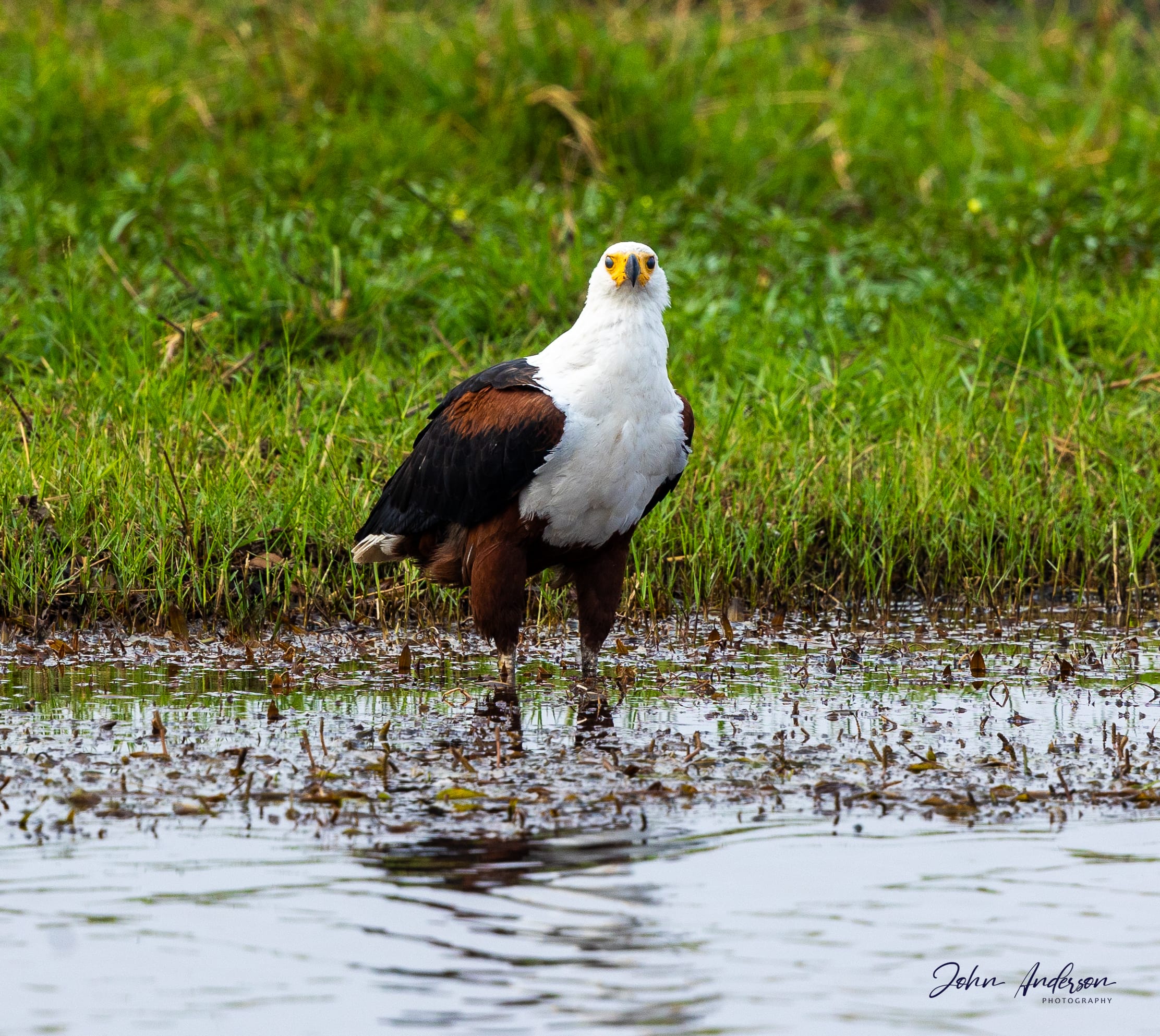 Calendar Voting - Airdocs