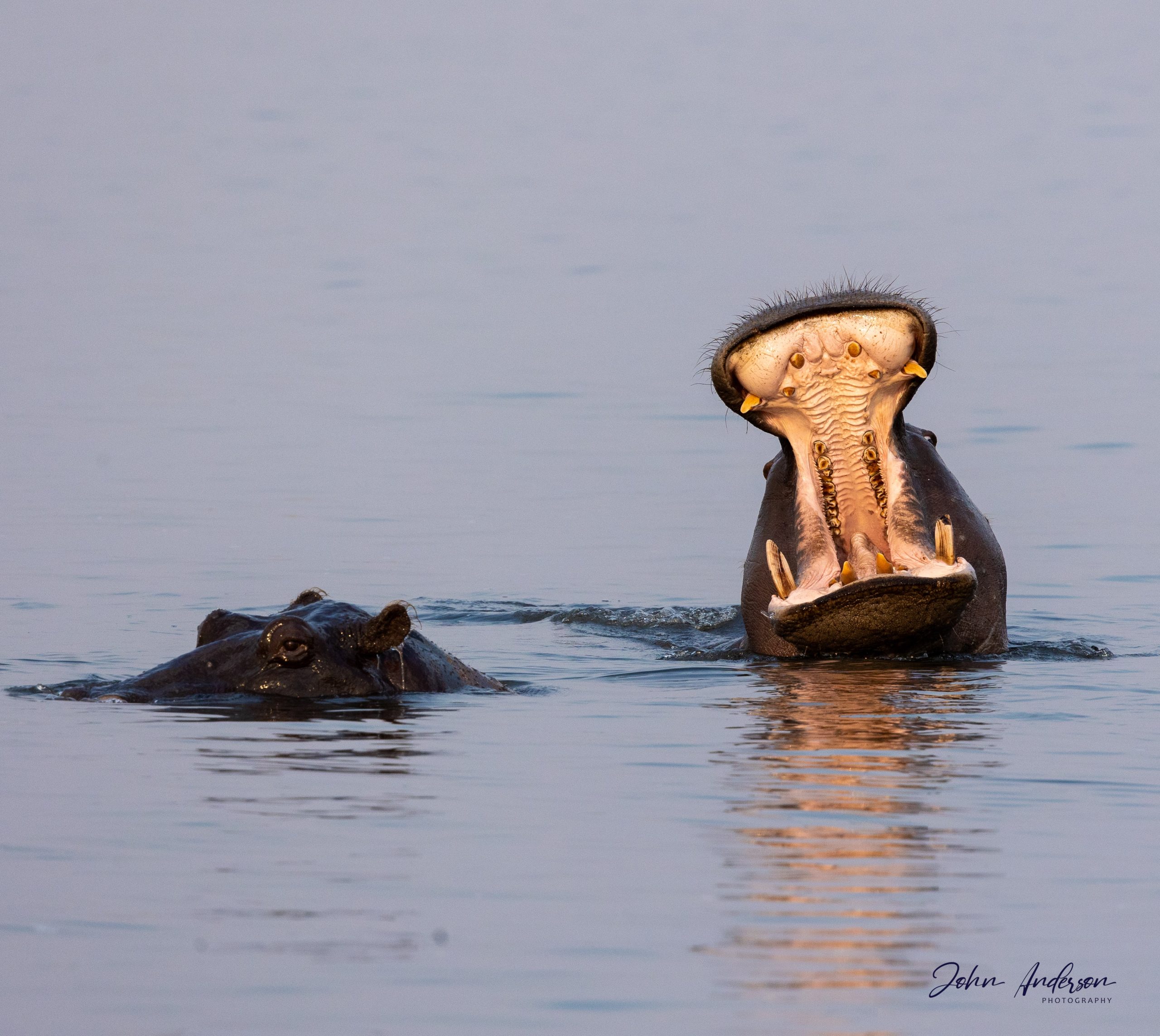 Calendar Voting - Airdocs