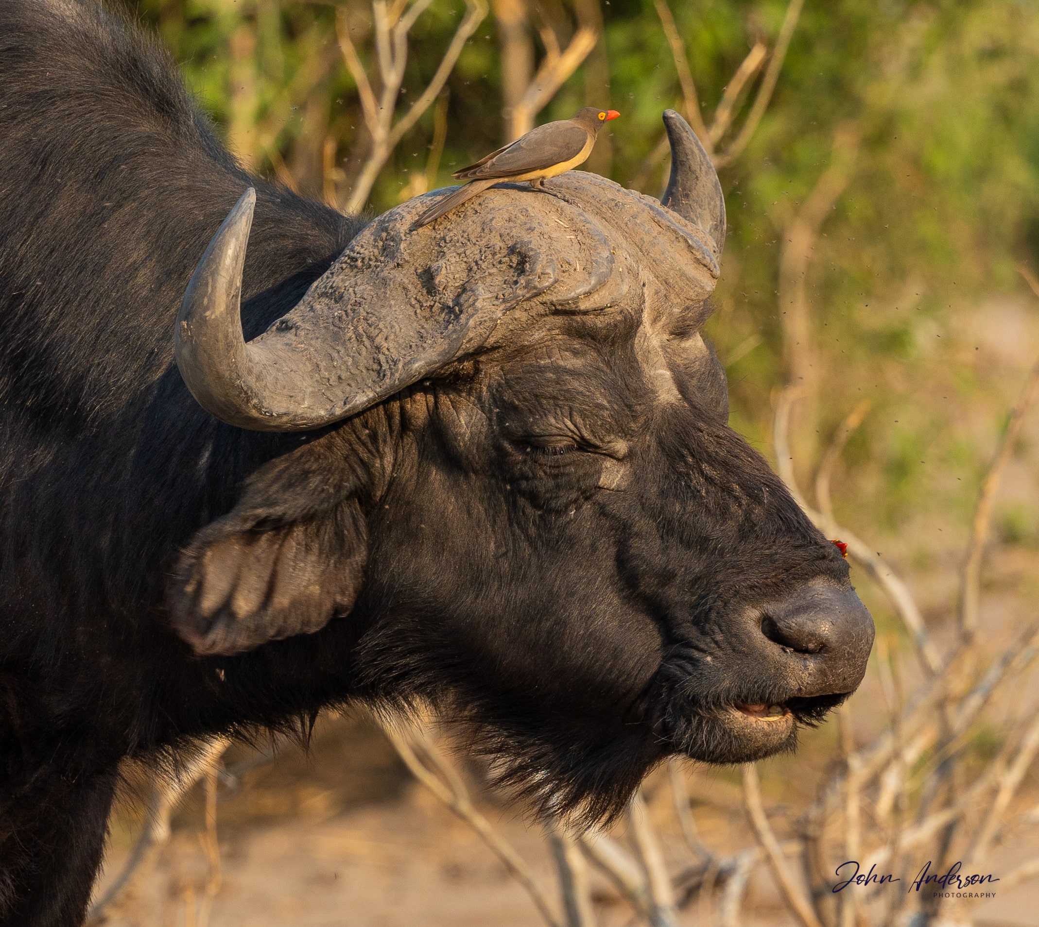 Calendar Voting - Airdocs