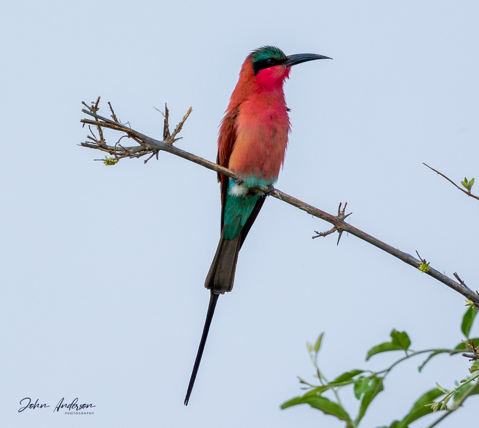 Calendar Voting - Airdocs