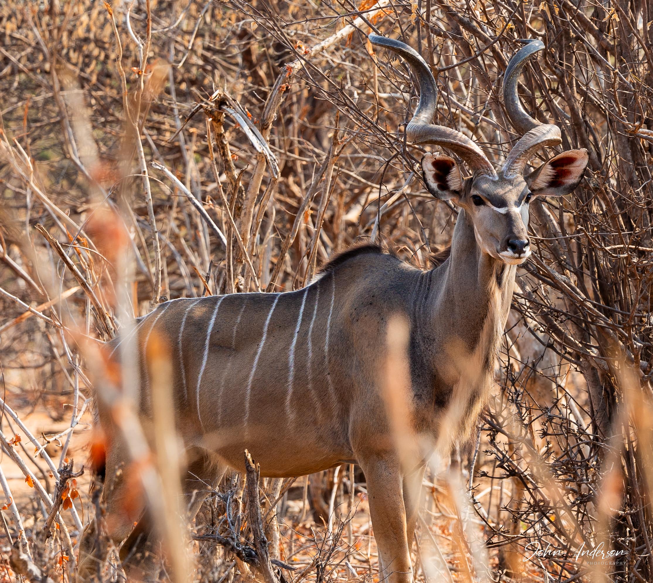 Calendar Voting - Airdocs