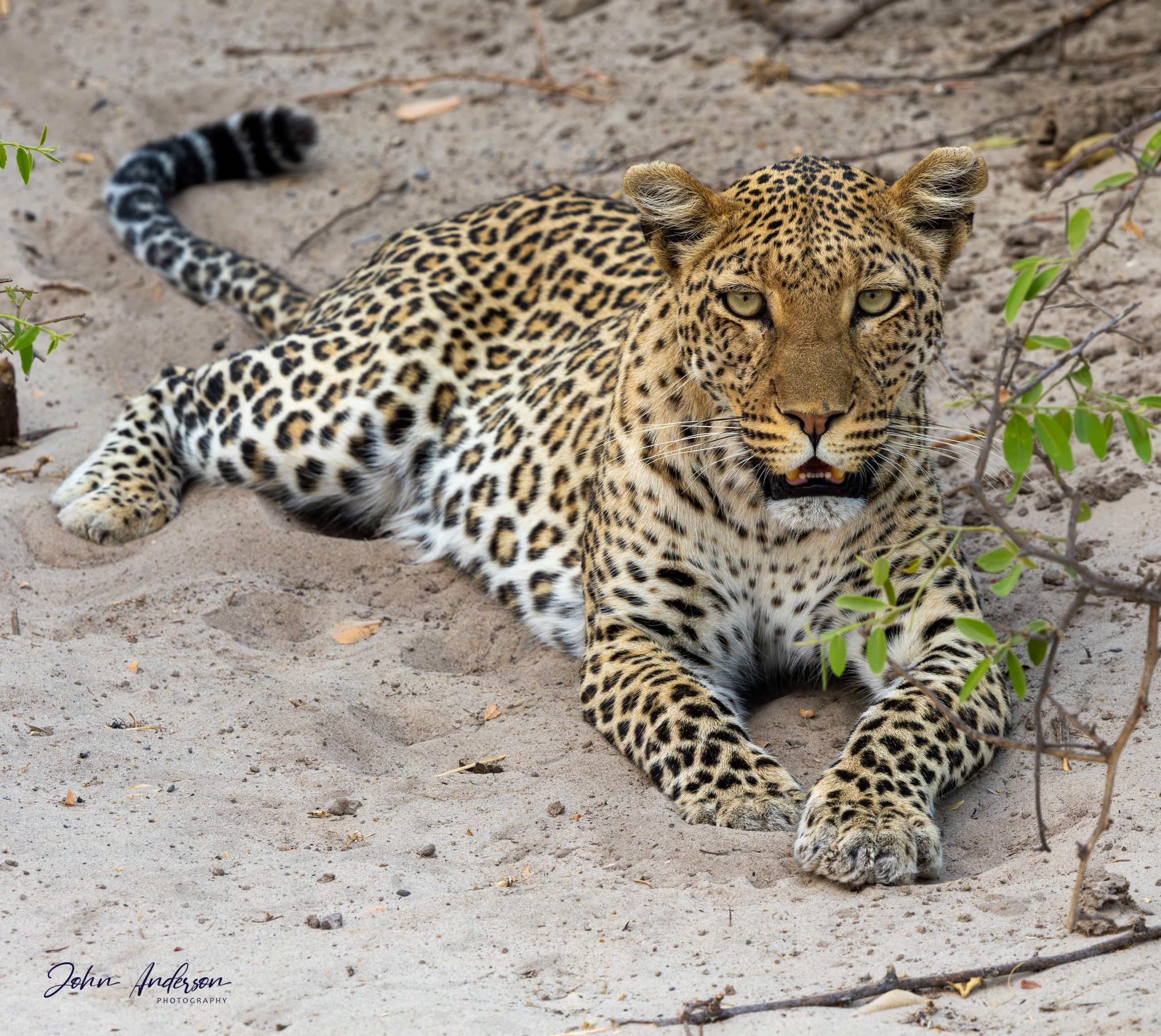 Calendar Voting - Airdocs