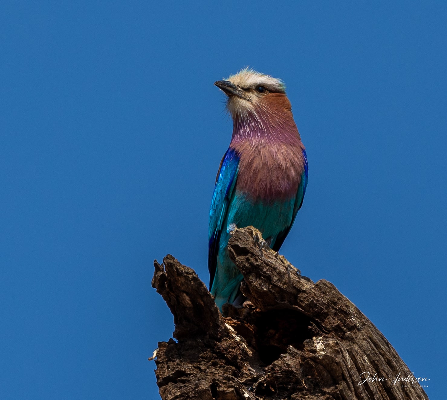 Calendar Voting - Airdocs