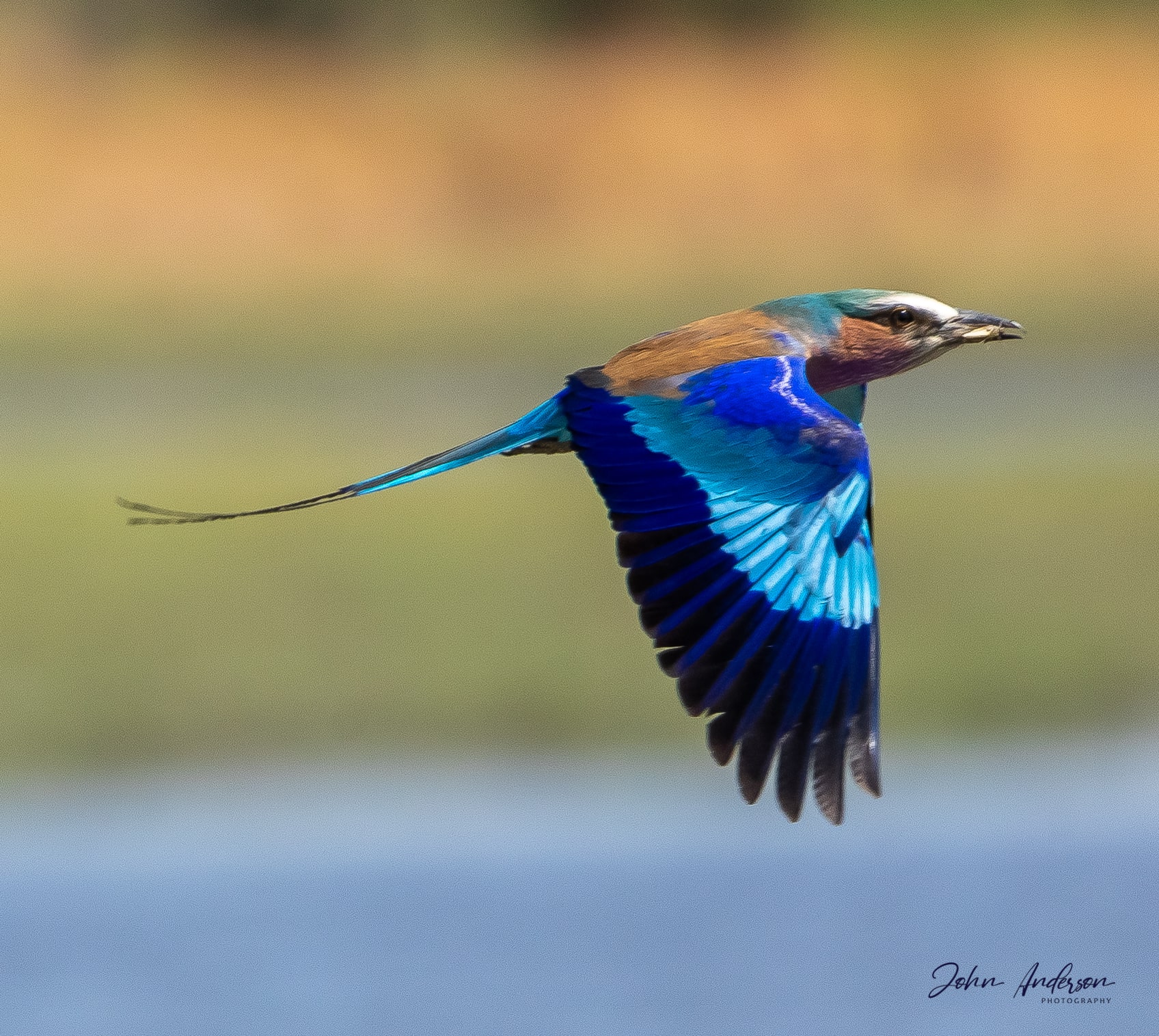 Calendar Voting - Airdocs