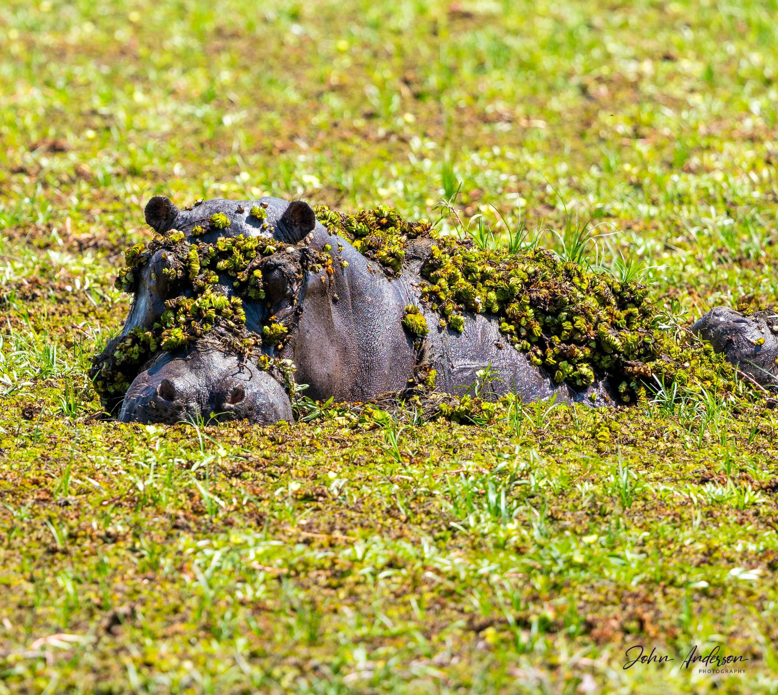 Calendar Voting - Airdocs