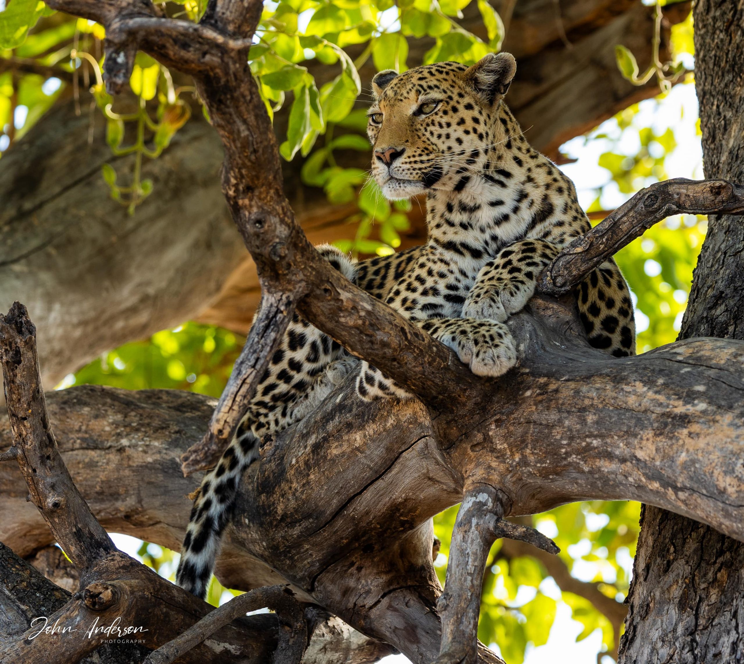 Calendar Voting - Airdocs